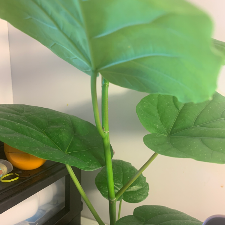 Symbolism and Benefits of the Empress Tree