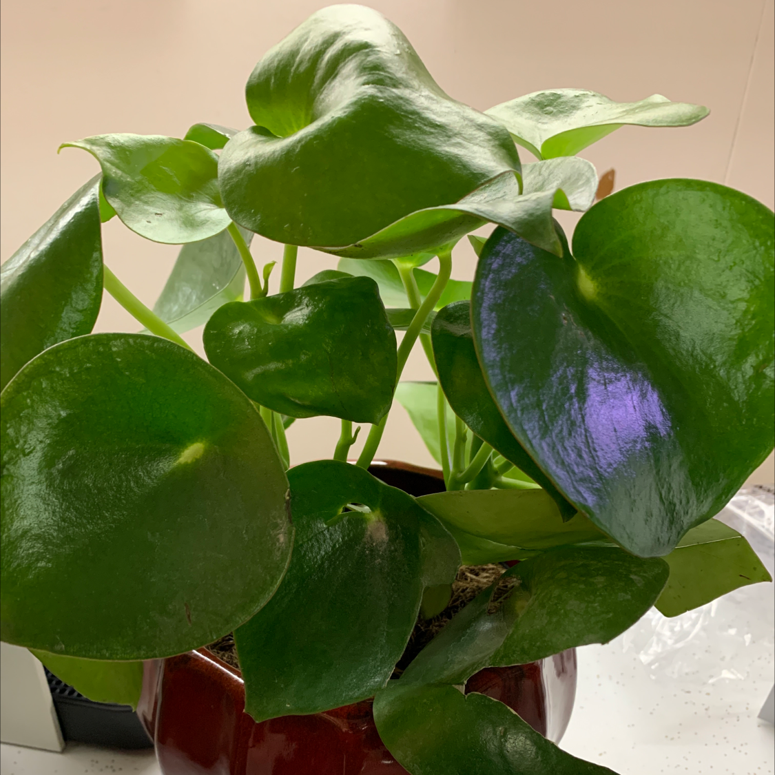 Propagating Raindrop Peperomia: Step-by-step Guide