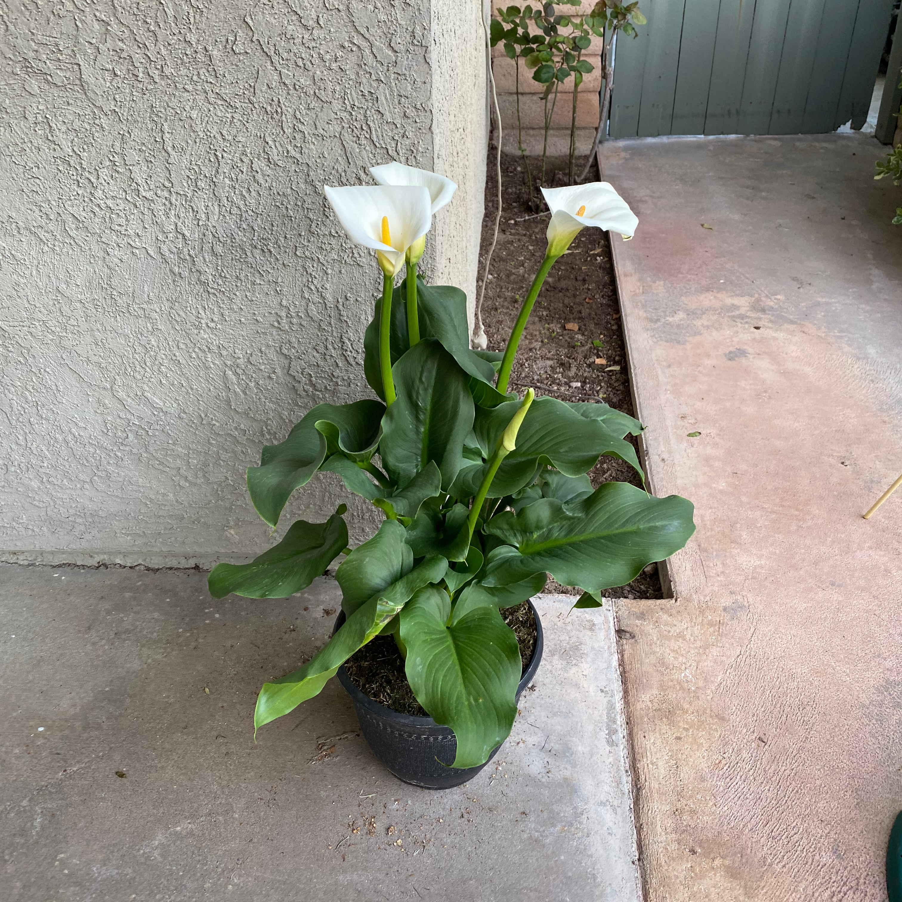 Why Is My Calla Lily Not Doing Well?