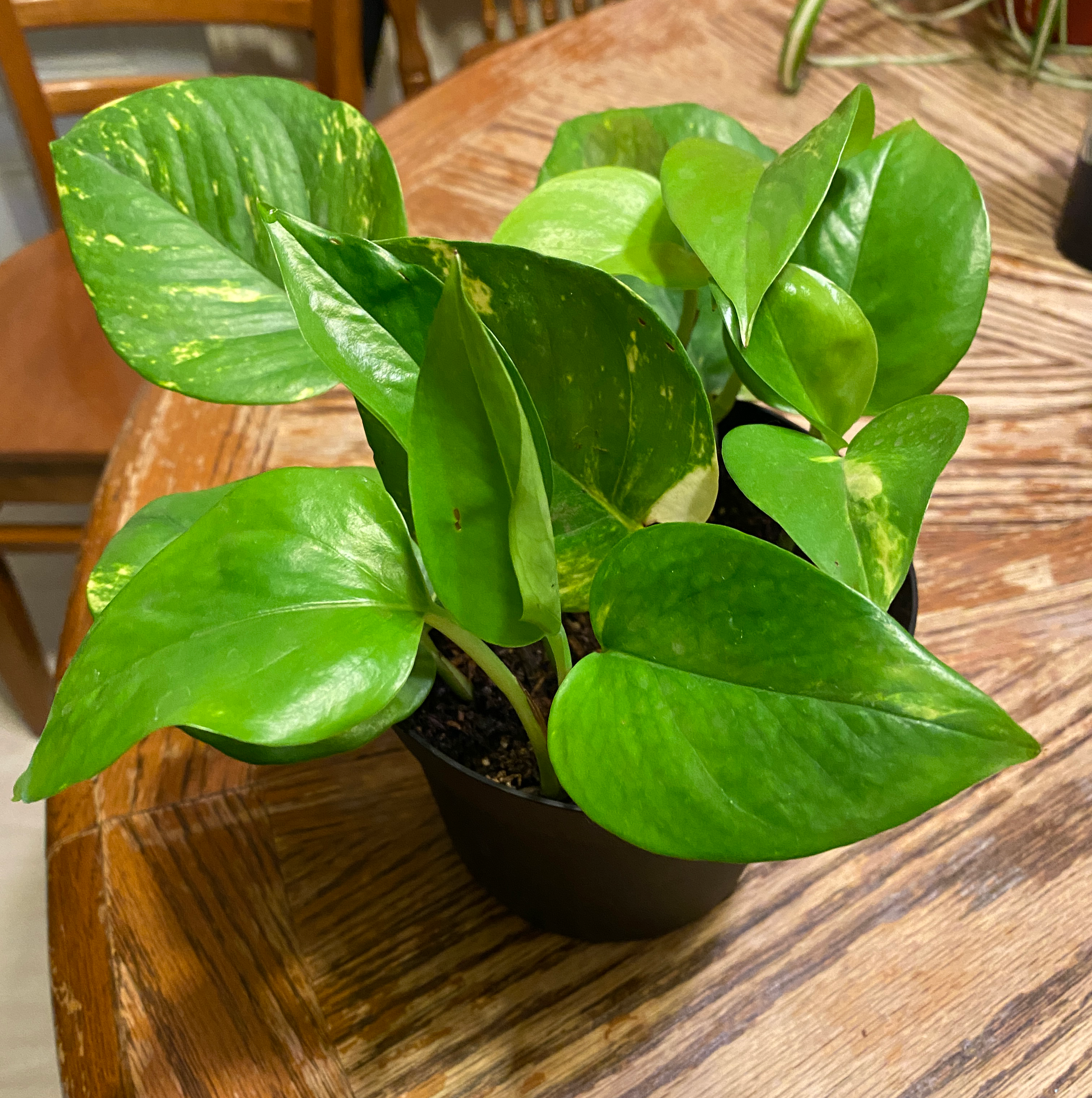 Personalized Golden Pothos Care: Water, Light, Nutrients | Greg App