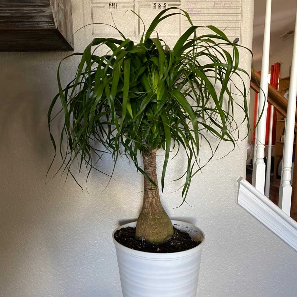 💩 Ponytail Palm - Fertilizing 101