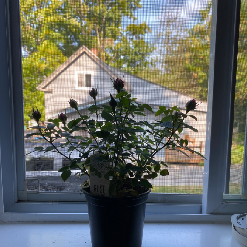 Miniature Kordana Rose Plant Care: Water, Light, Nutrients | Greg App 🌱