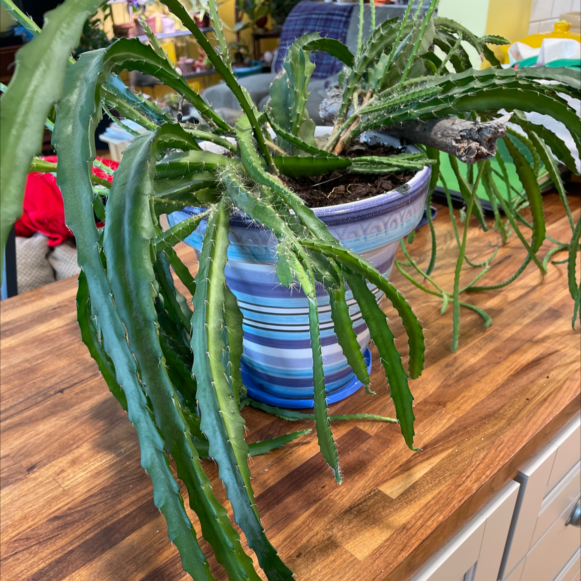 Why Are My Hurricane Cactus Leaves Falling Over?