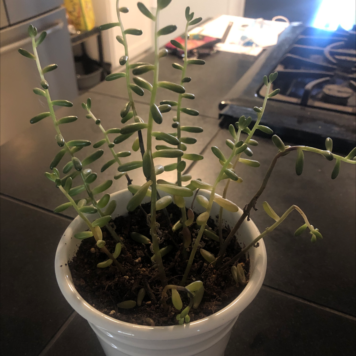 Tyberious | A plant by Madison on Greg