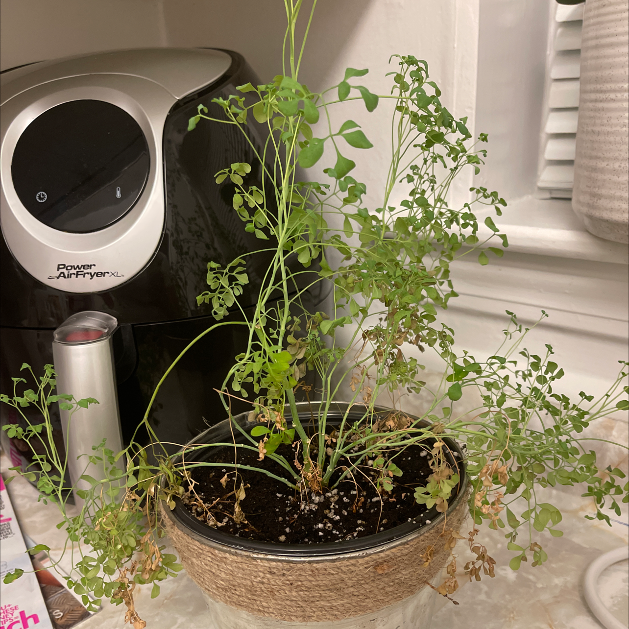 Propagating My Common Rue: Step-by-Step Guide