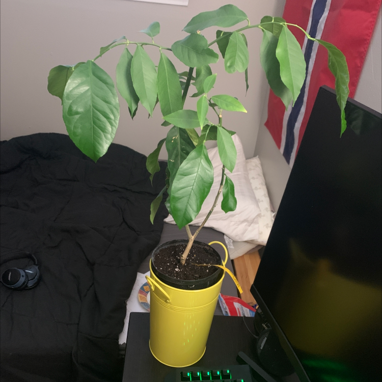 🍋 What Temperature Does My Meyer Lemon Tree Need?