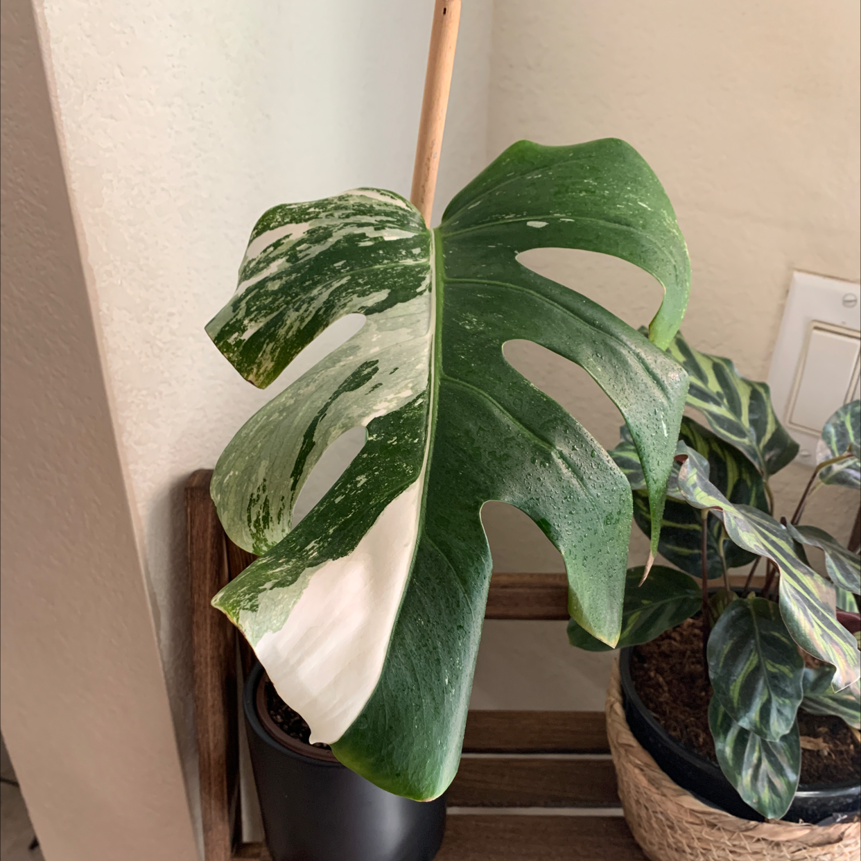 🌞 Is My Monstera 'Albo' Getting Too Much Direct Sunlight?