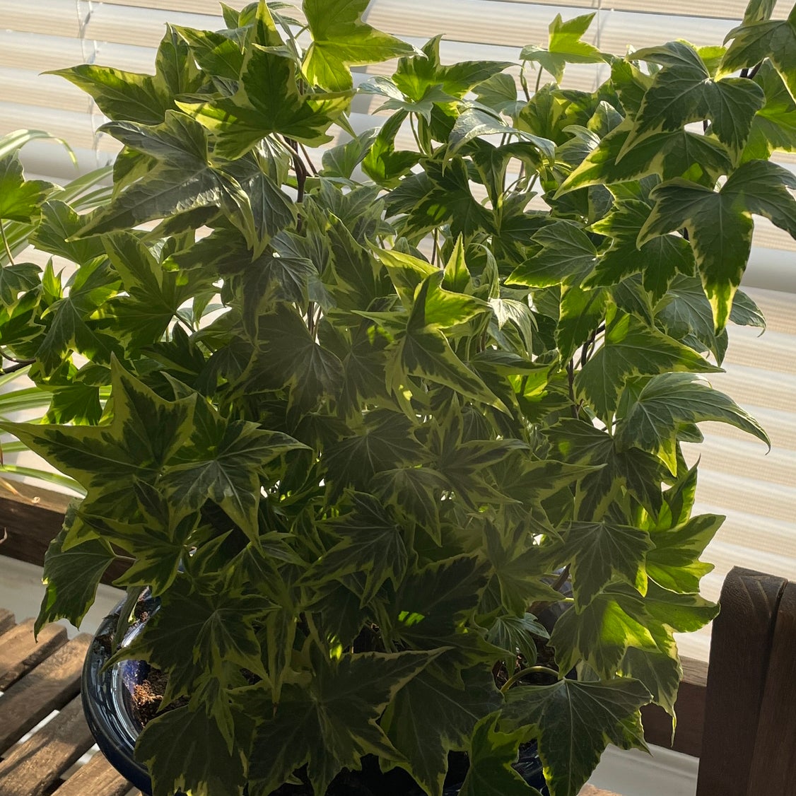 Keep Your Yellow Ripple Ivy Alive: Light, Water & Care Instructions