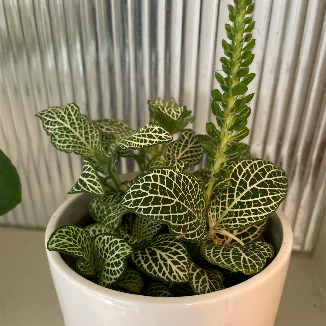 Emerson | A plant by @nicolachapman on Greg