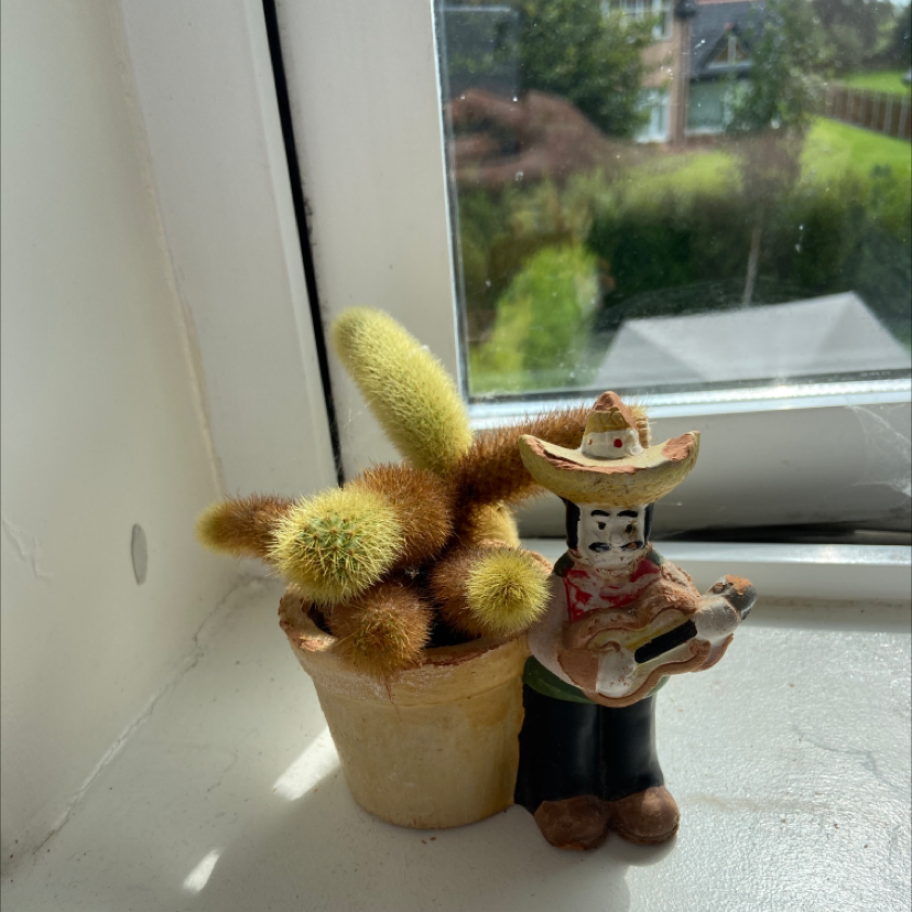 The Complete Lady Finger Cactus Plant Care Guide: Water, Light & Beyond