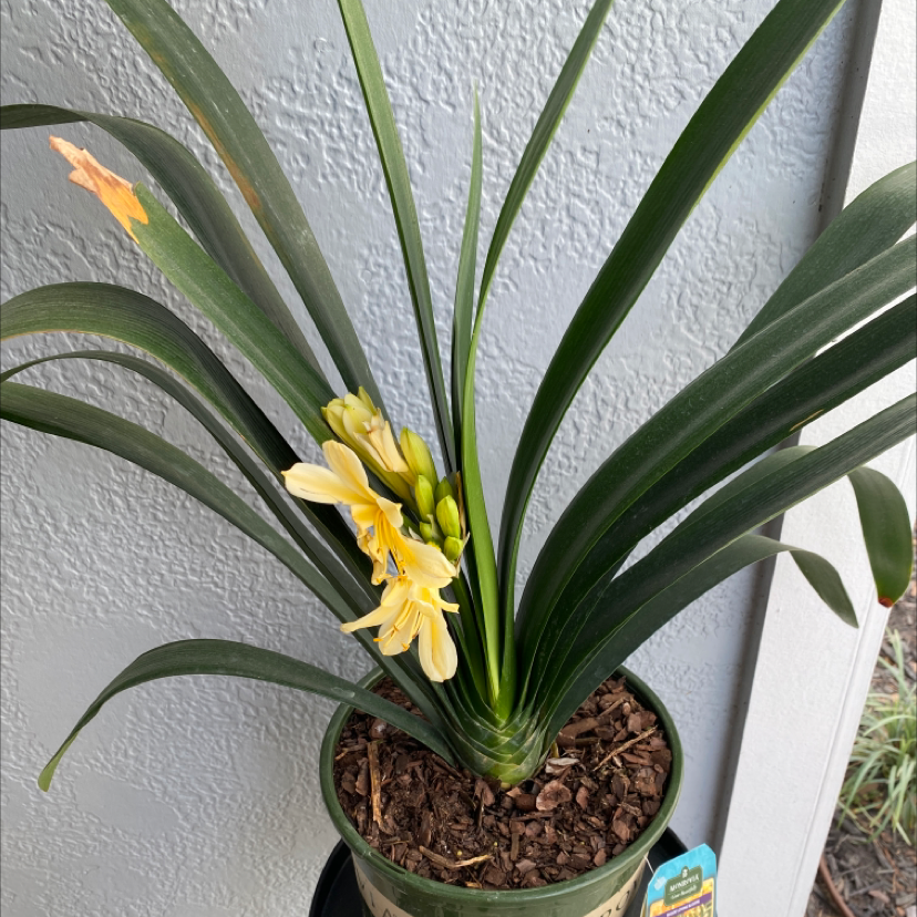 🌞 Does My Bush Lily Need Direct Sunlight?