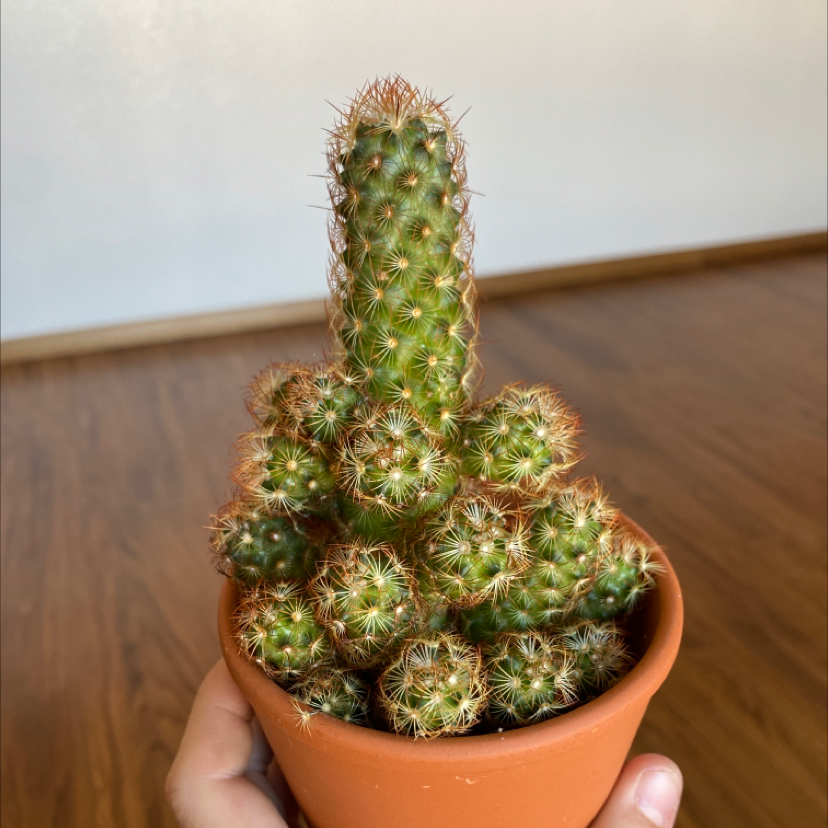 The Complete Lady Finger Cactus Plant Care Guide: Water, Light & Beyond