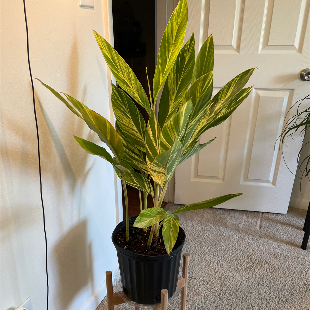 Why Are My Variegated Shell Ginger Leaves Curling?