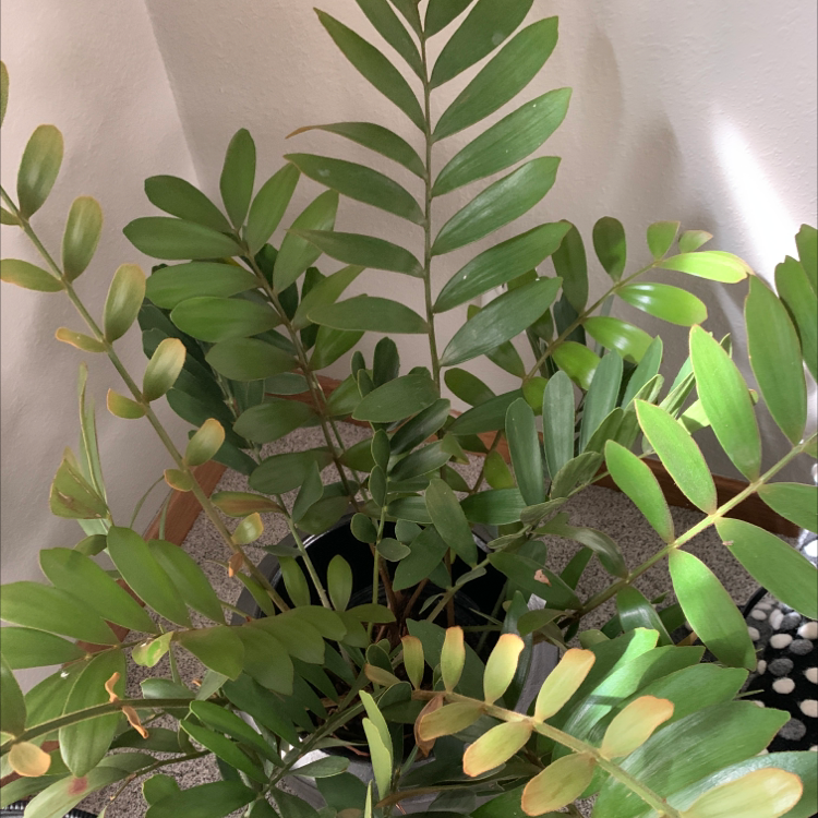 How Do I Cure cardboard palm root rot?