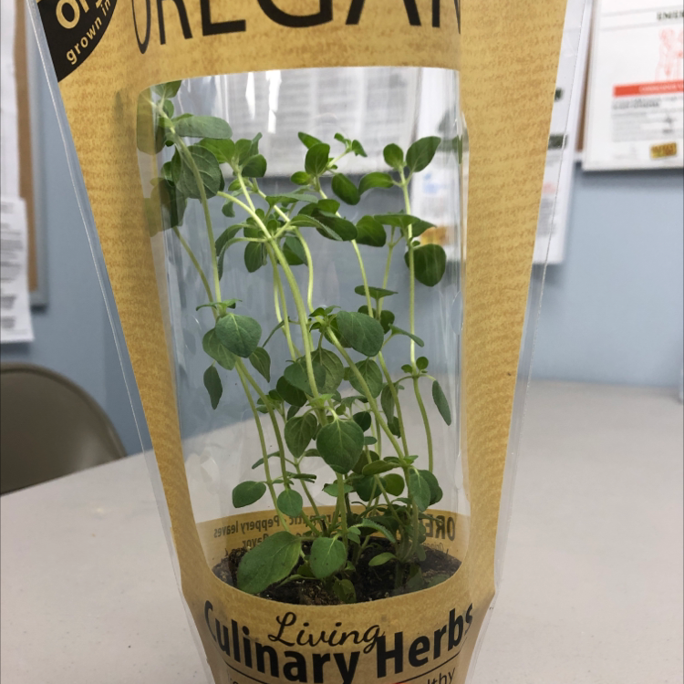 How to Propagate Your Greek Oregano