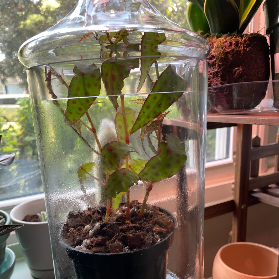 How Do I Cure Begonia Amphioxus Root Rot?