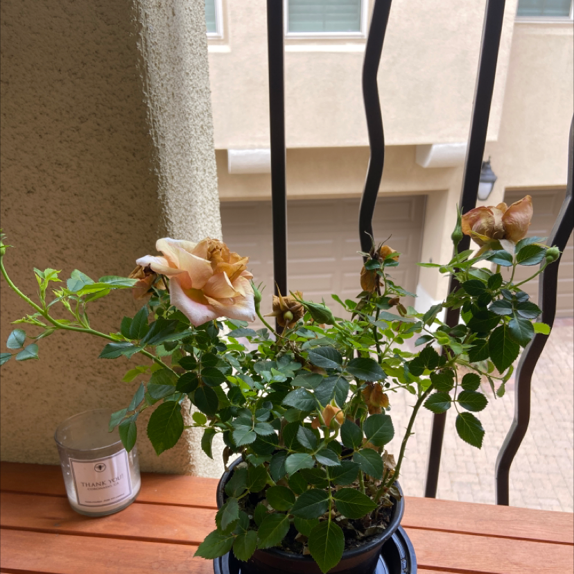 🥀 How Can You Tell If A Miniature Rose Is Dying?