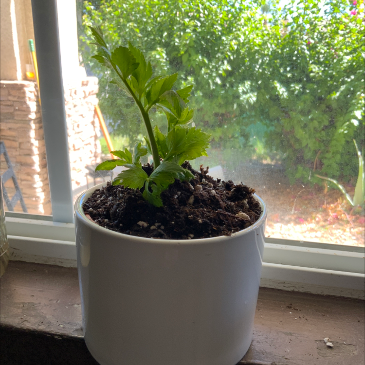 Common Celery Problems