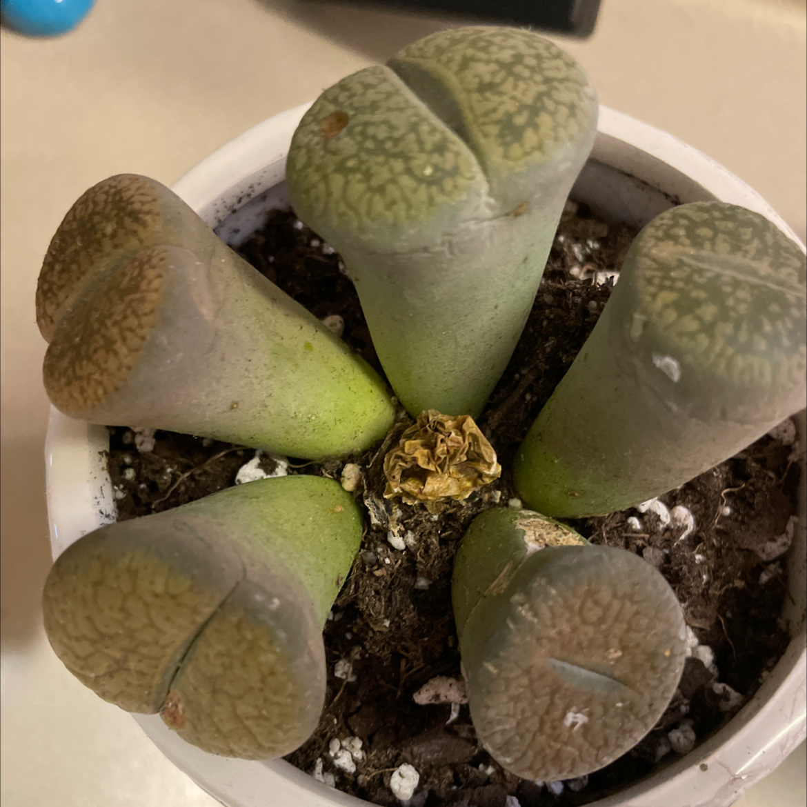 🪨 Propagating Lithops: Step-by-Step Guide