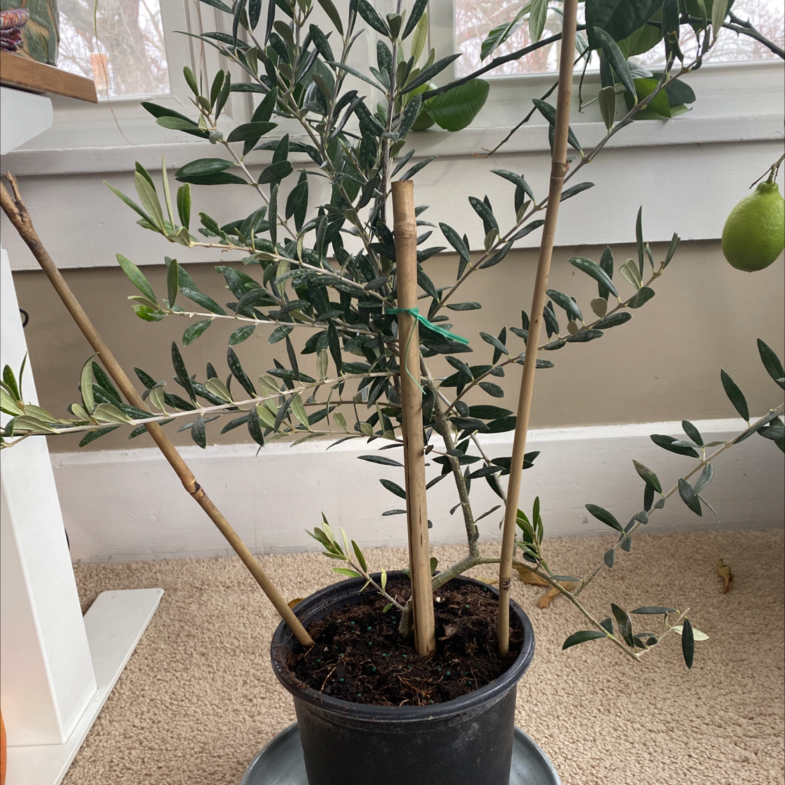 Olive Tree - Fertilizing 101