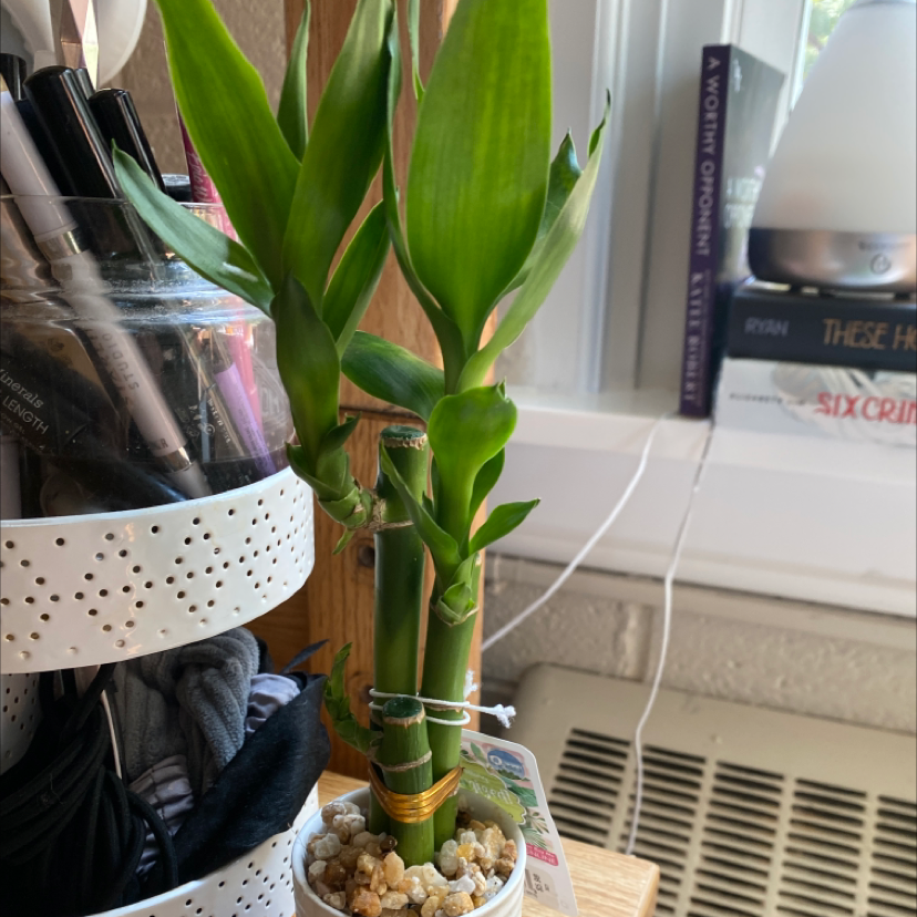 Boo | A plant by @AmeliasOasis125 on Greg