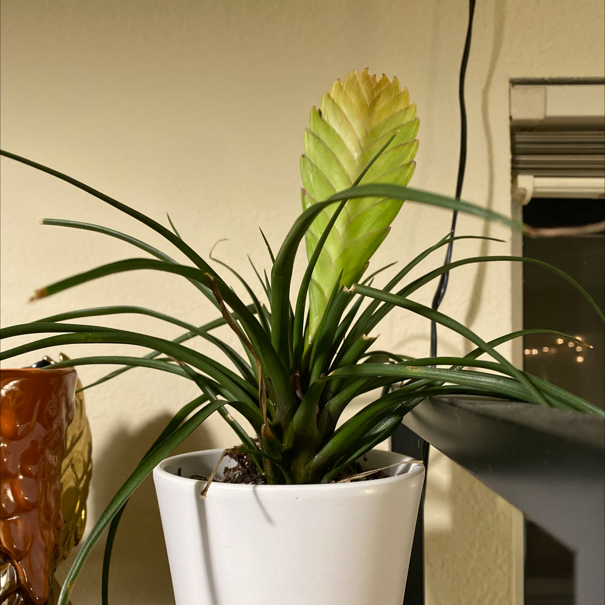 Should I Repot My Pink Quill Plant?