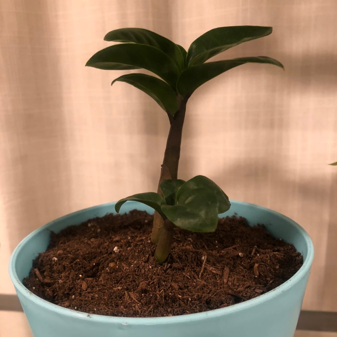 Why Are There Brown Spots on My Dwarf ZZ plant Leaves?