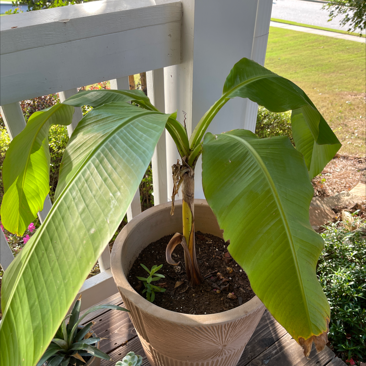 Abyssinian Banana Root Rot Solutions