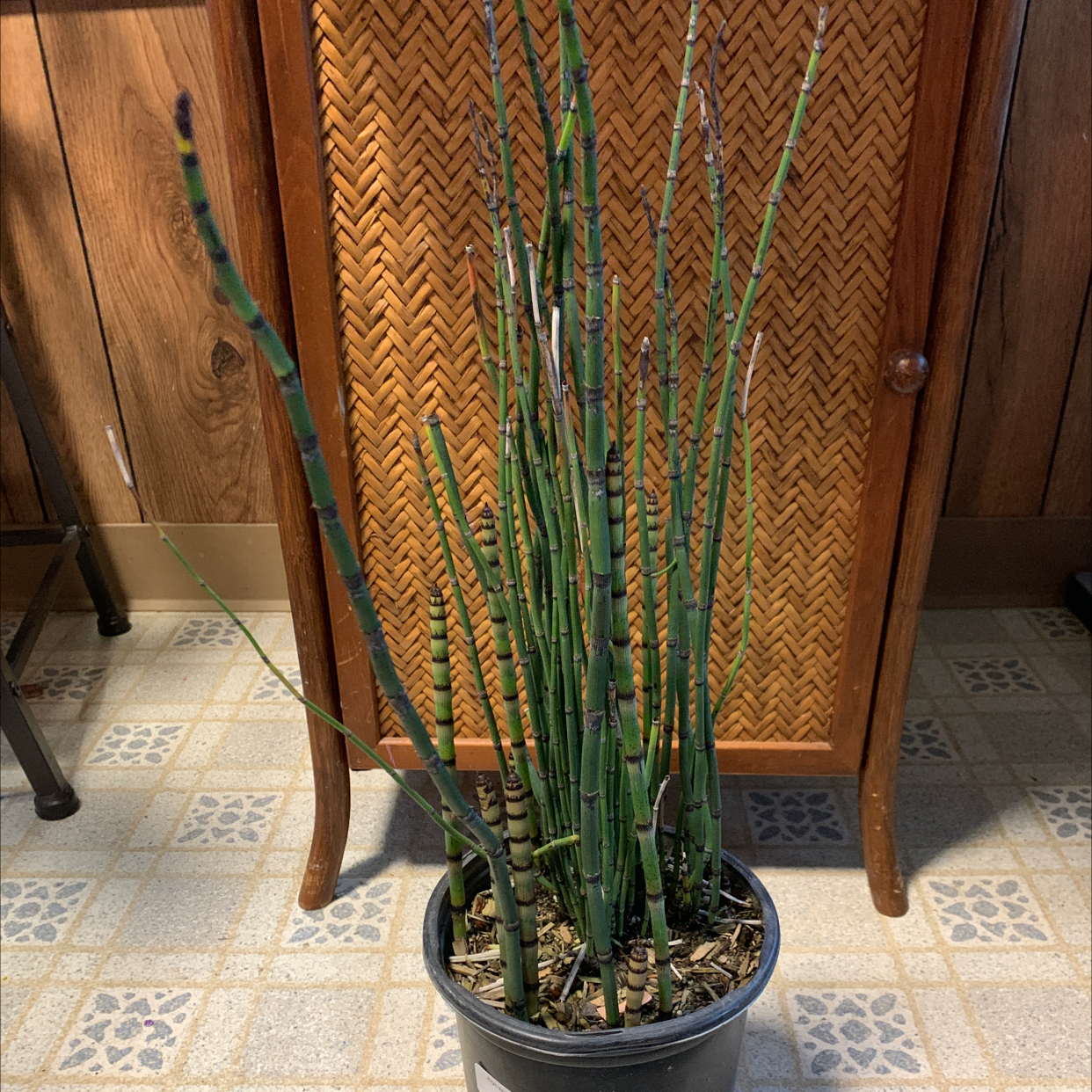 Propagating My Rough Horsetail: Step-by-Step Guide