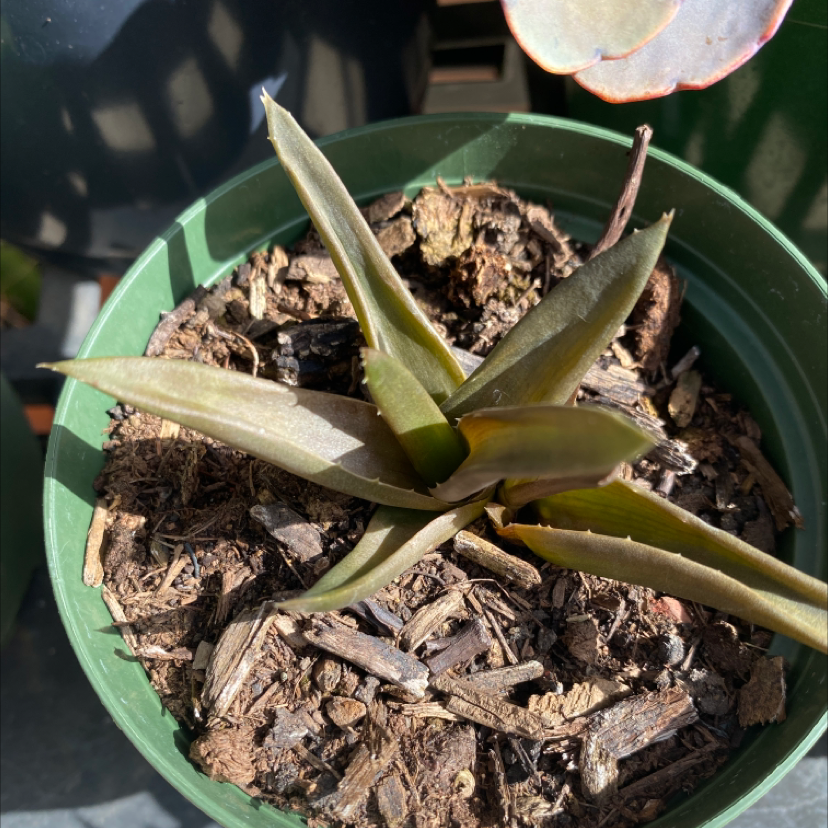 My False Aloe Leaves Are Turning Yellow. What Should I Do?
