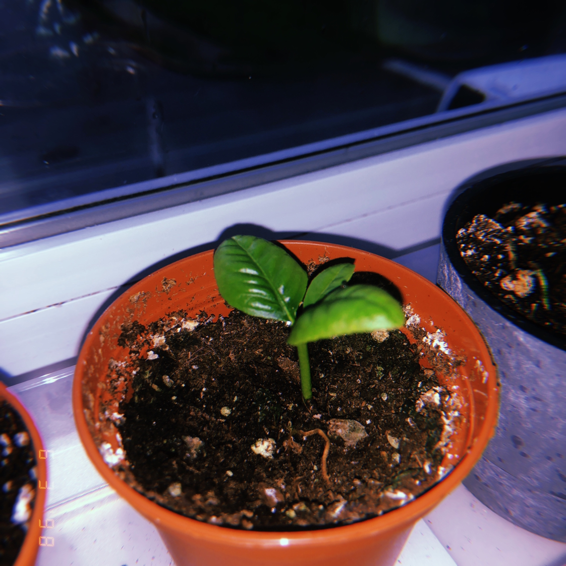 🍋 Your Meyer Lemon Tree's Light Requirements