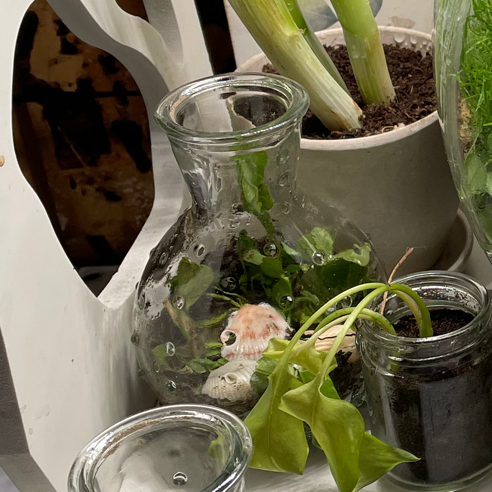 White Clover Fertilizer: How and When to Use It