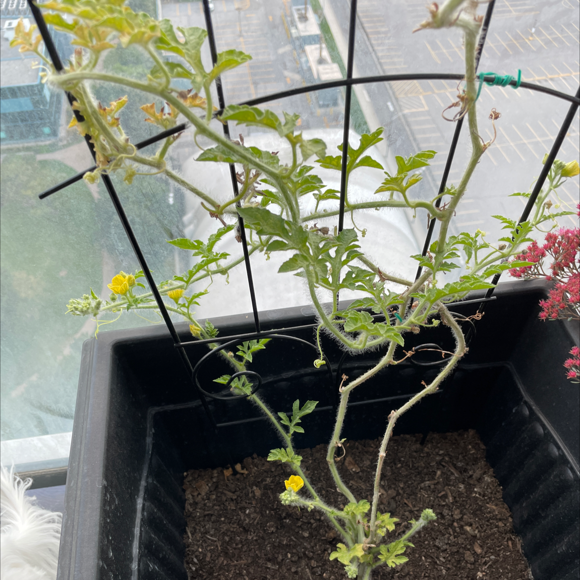 🍉 How Do I Fix Watermelon Root Rot?