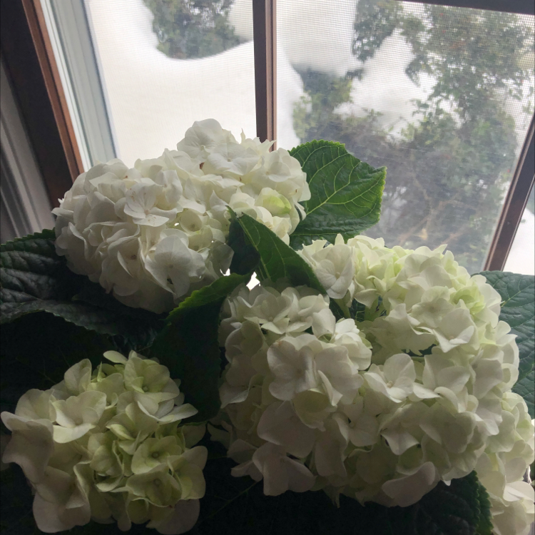 How to Get a French Hydrangea to Bloom