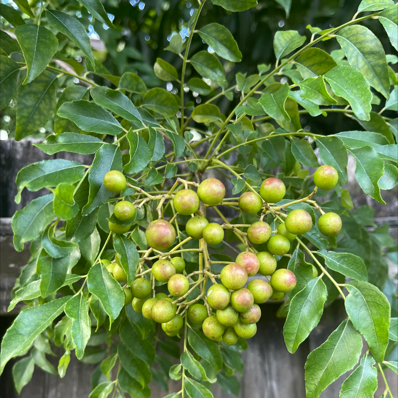 10 Advantages of Having a Chinaberry