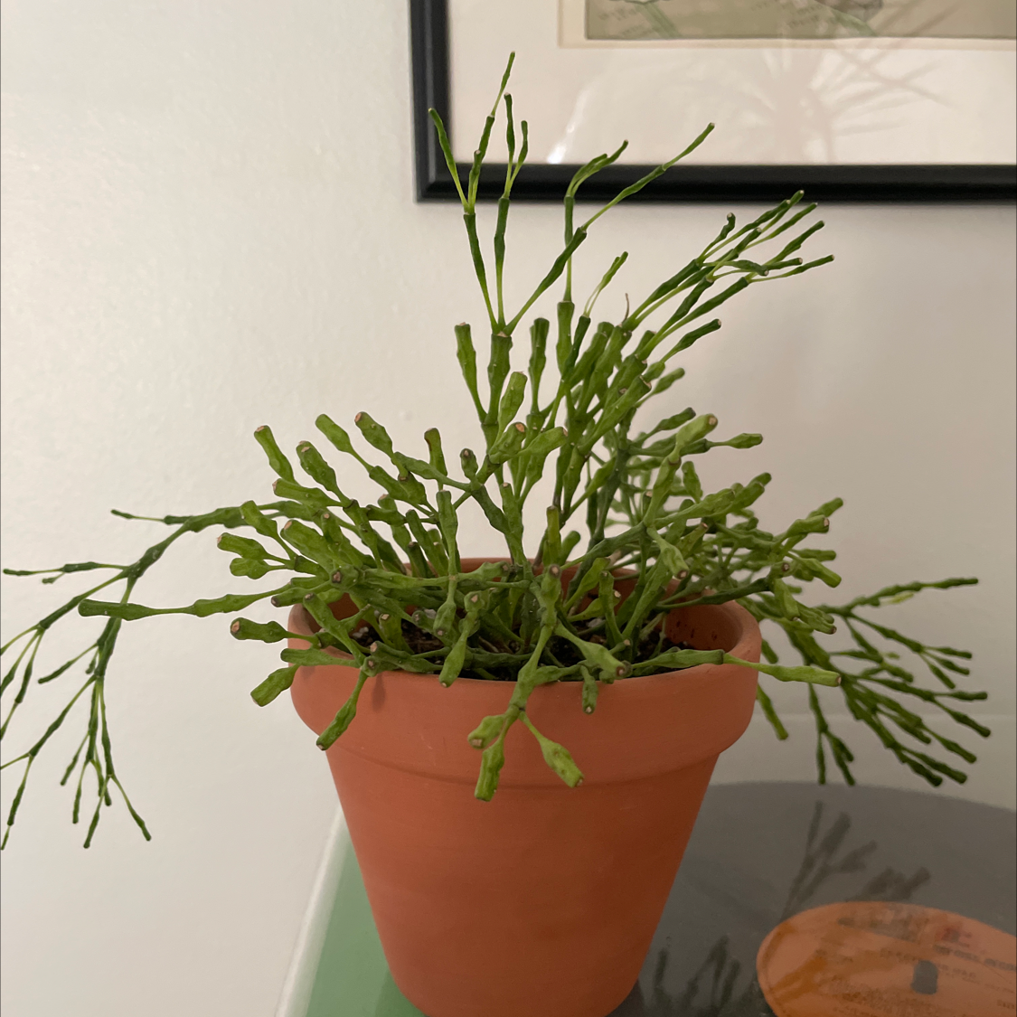 💃 How Much Humidity Does My Dancing Bones Need?