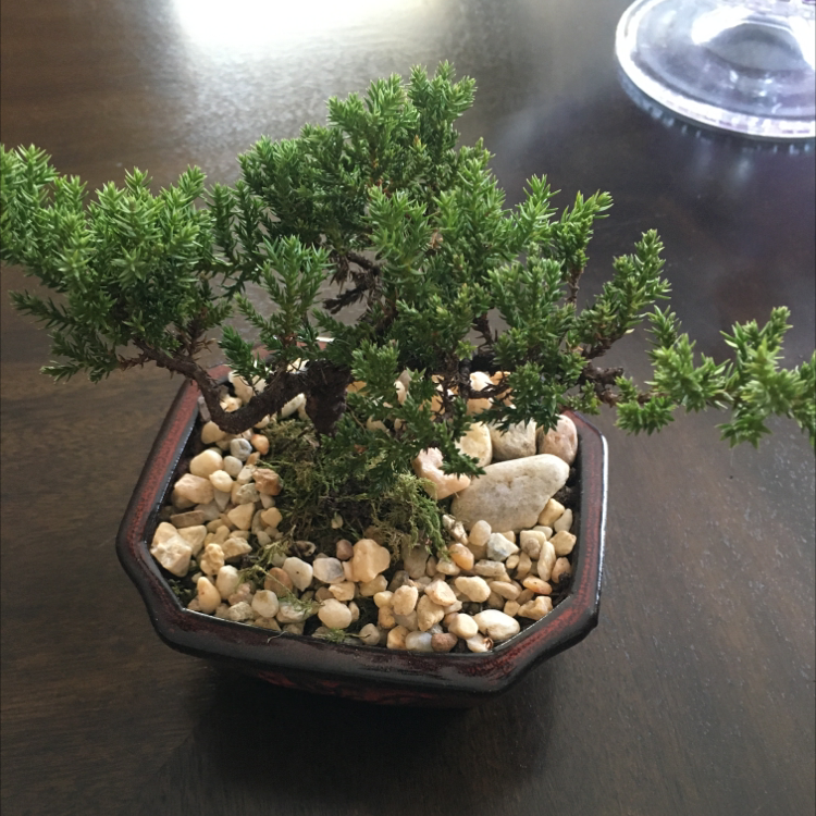 Propagating Japanese Garden Juniper: Step-by-Step Guide