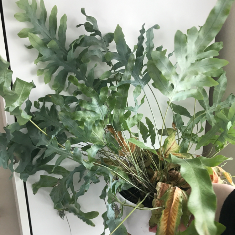 🐇 How To Propagate Your Rabbit's Foot Fern