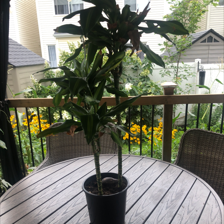 dracaena 'cintho' root rot Solutions