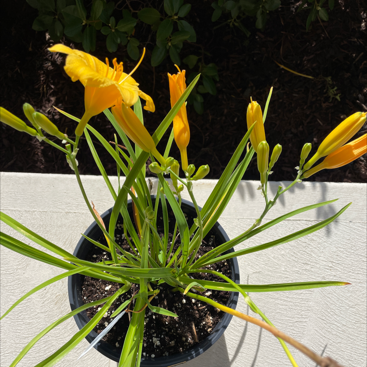 Why Are the Leaves on My Yellow Daylily Turning Yellow?