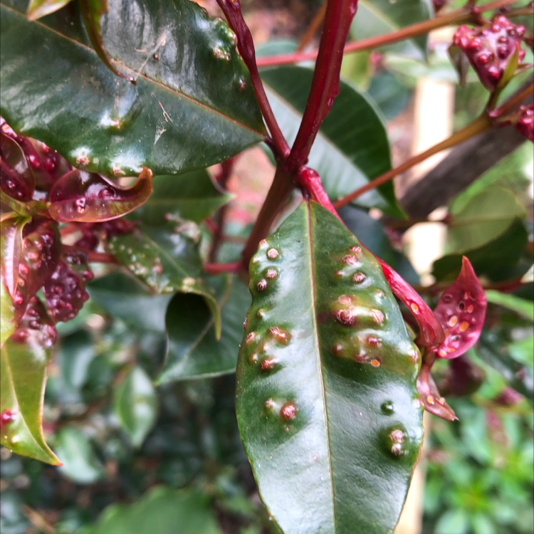 How Do I Propagate My Brush Cherry?