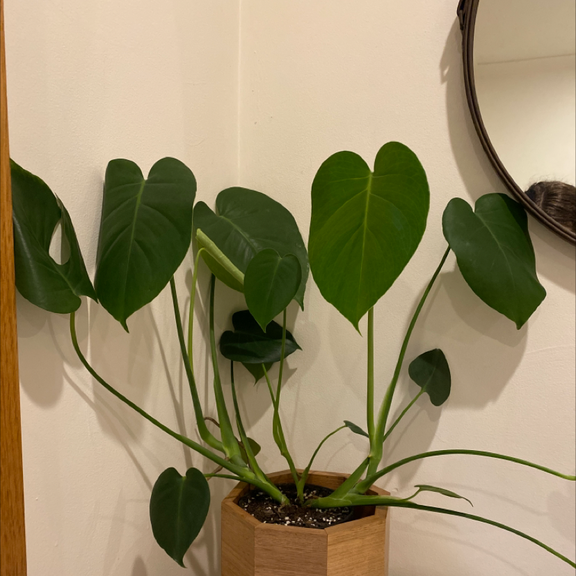 Dwarf Monstera Deliciosa Plant Care: Water, Light, Nutrients | Greg App 🌱