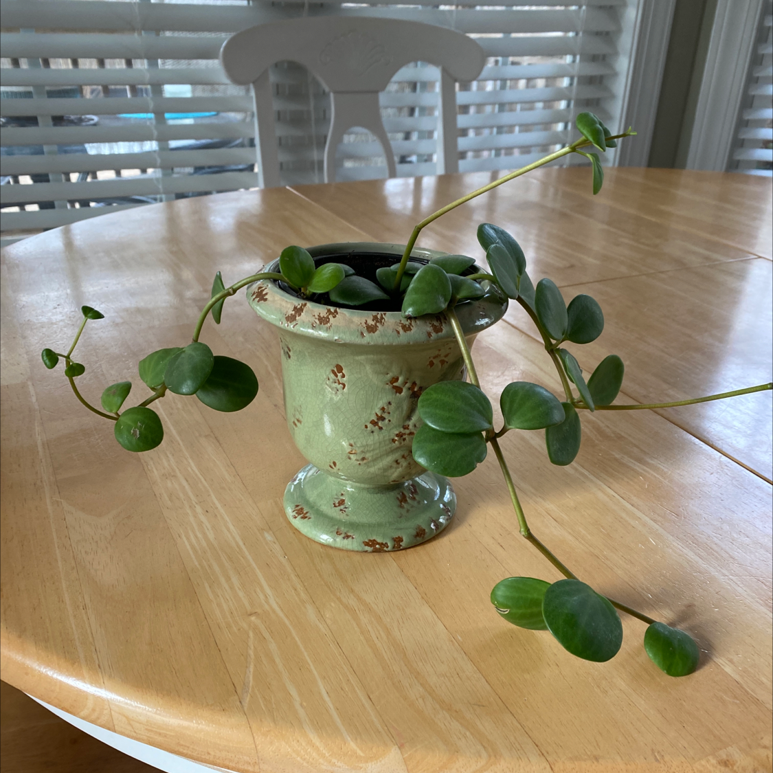 10 Advantages of Having a Radiator Plant