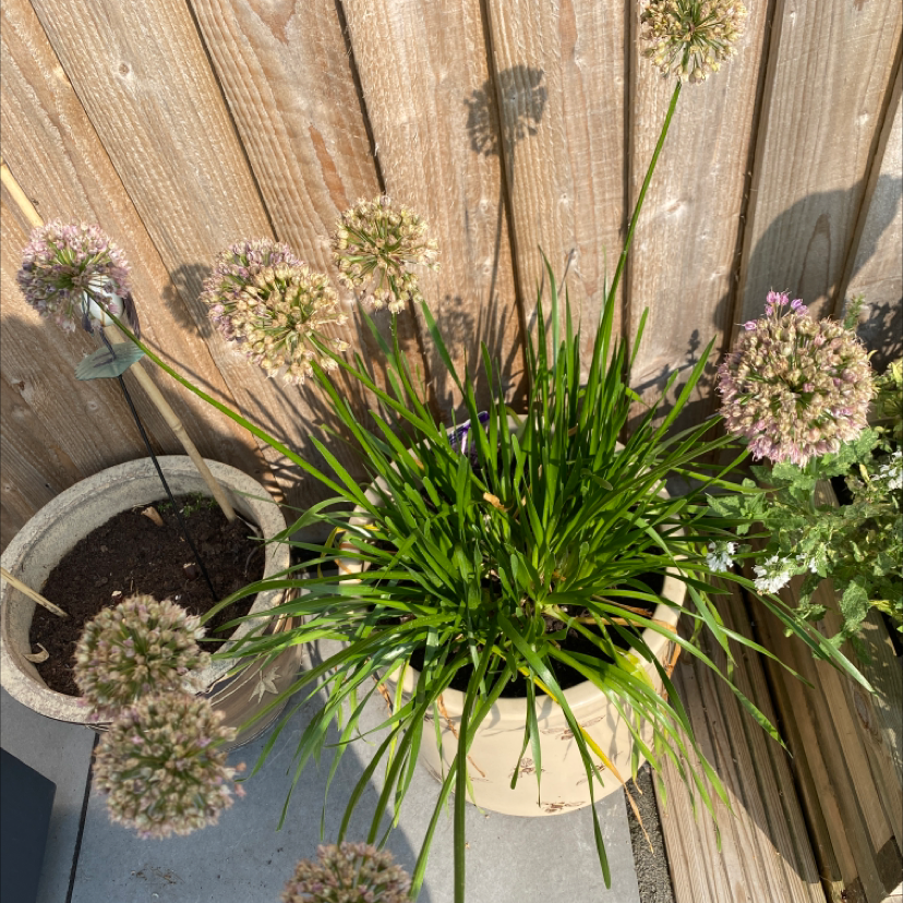 Propagating Your Chinese Chives: Step-by-Step Guide