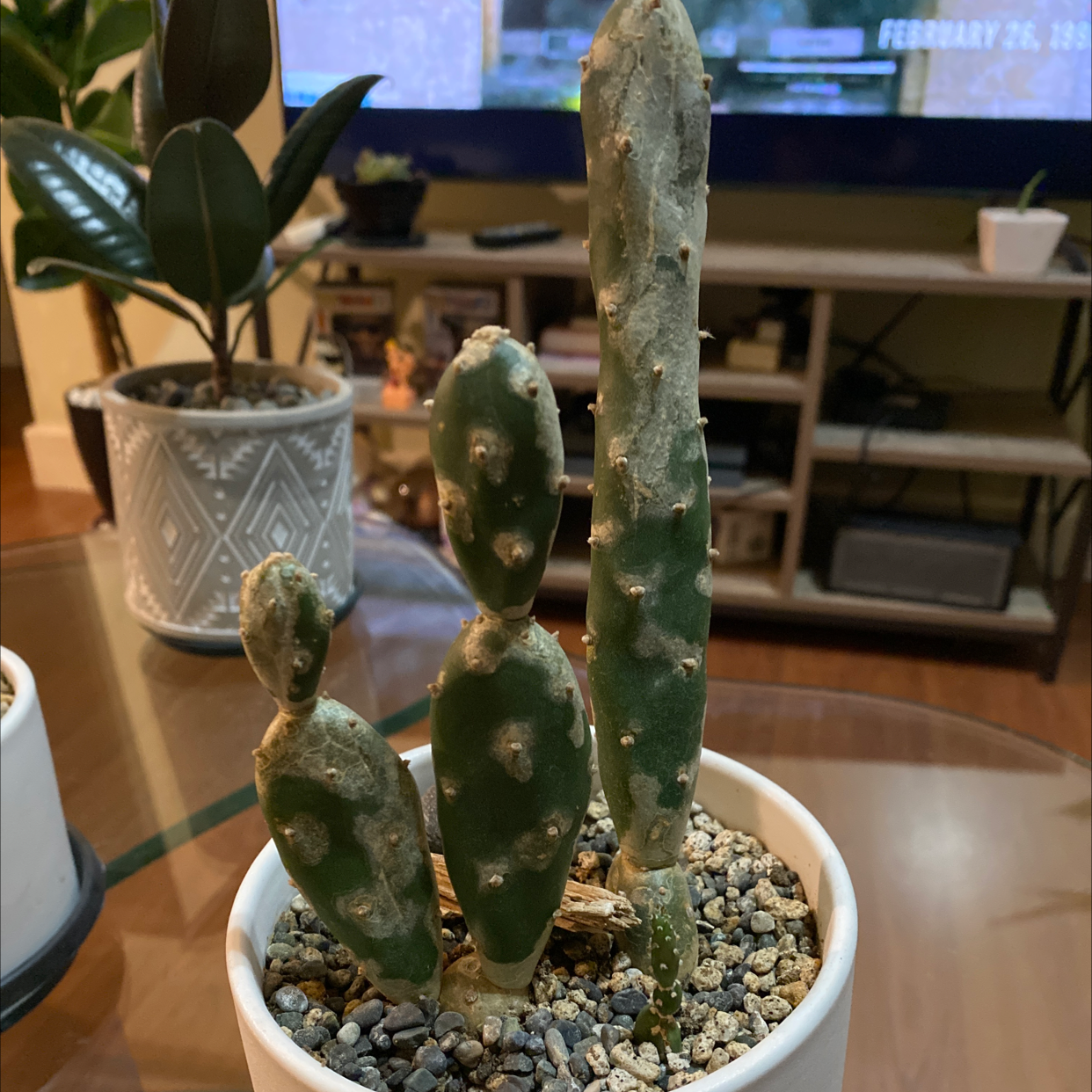 🌵 Propagating Brittle Prickly Pear: The Ultimate Guide
