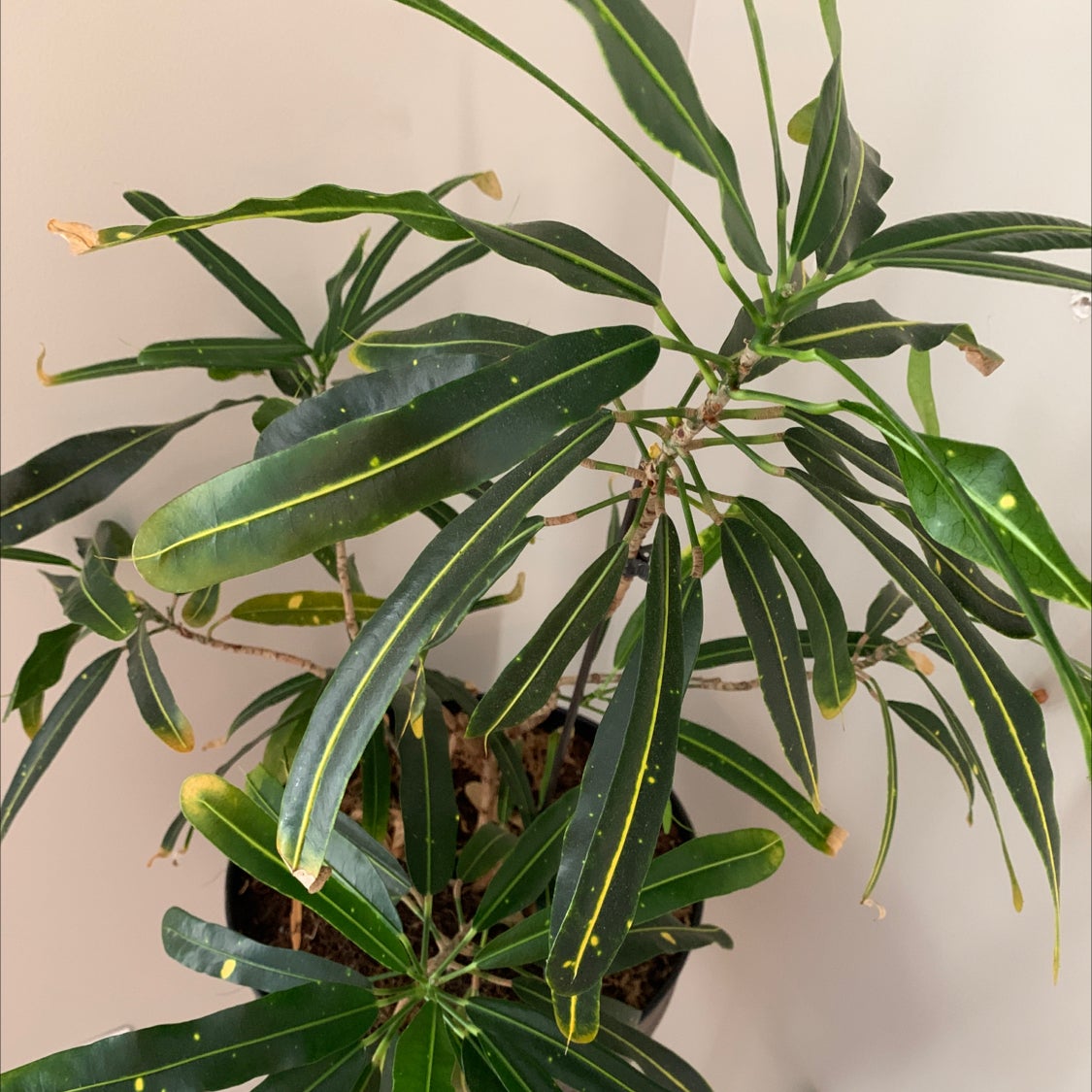 Why Are There Brown Spots on My Oleander?