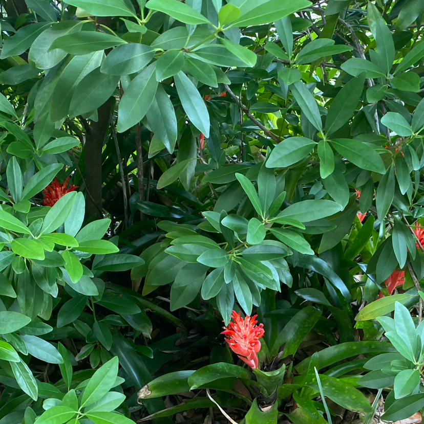 How to Prune Chilean Firetree