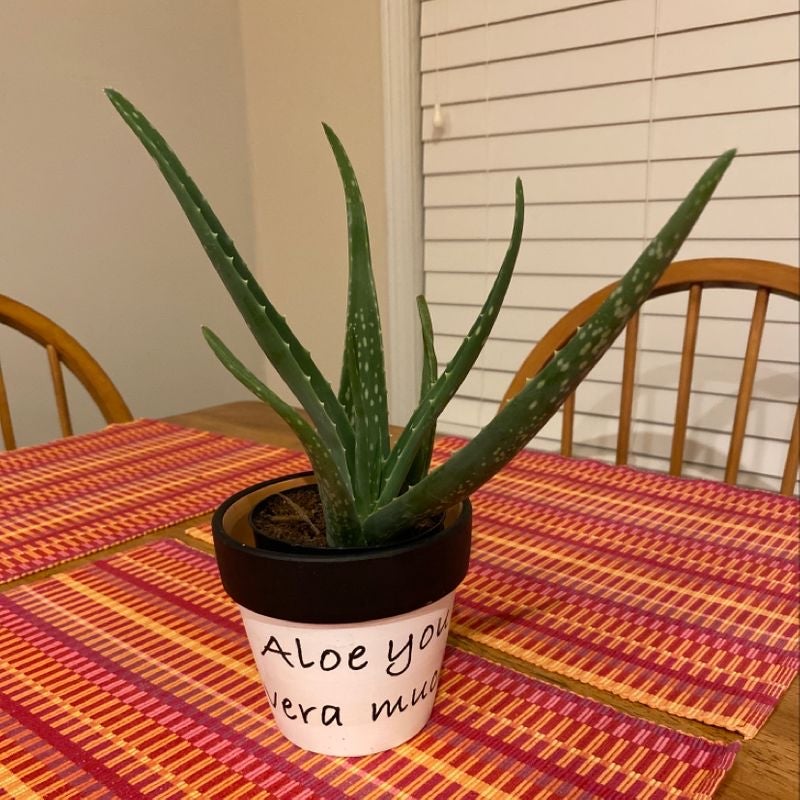 Why Are My Aloe Vera Leaves Falling Over? 🍂
