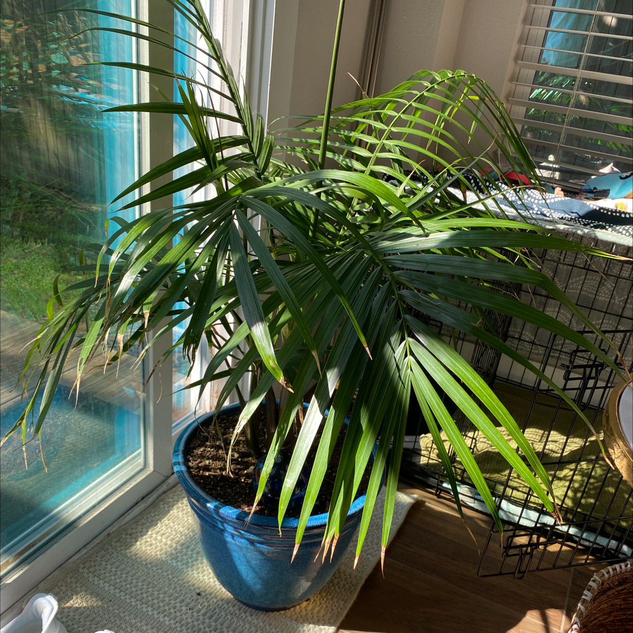 🔍 Diagnosing Majesty Palm Root Rot