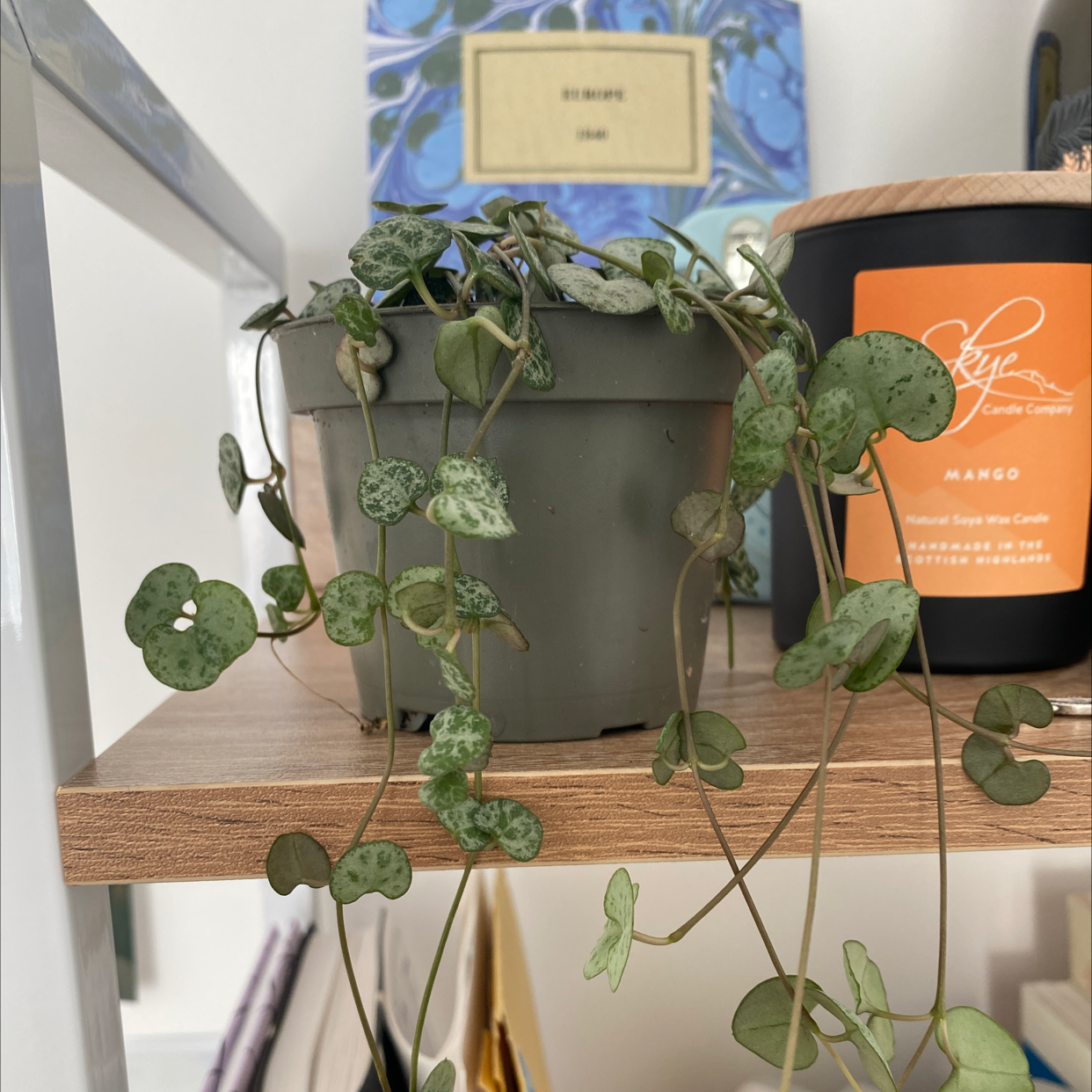 String of Hearts 'Silver Glory' Humidity